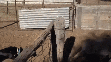 Fastest dog i have ever seen GIF – Trending GIF on GifVif