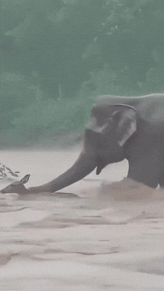 The elephant saves a young deer GIF – Trending GIF on GifVif