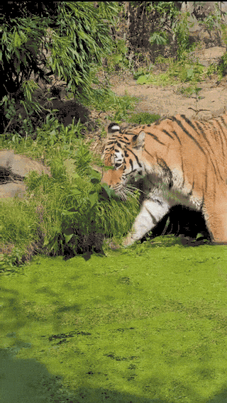 Tiger closeup GIF – Trending GIF on GifVif
