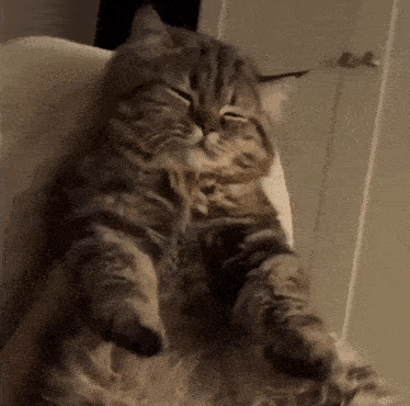 cat jamming dancing cat gif – Trending GIF on GifVif