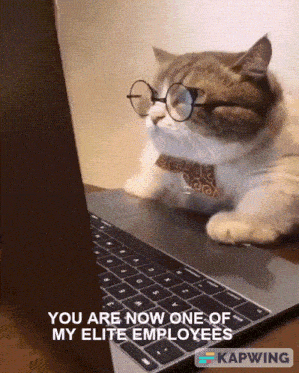 employees elite employee cat gif – Trending GIF on GifVif